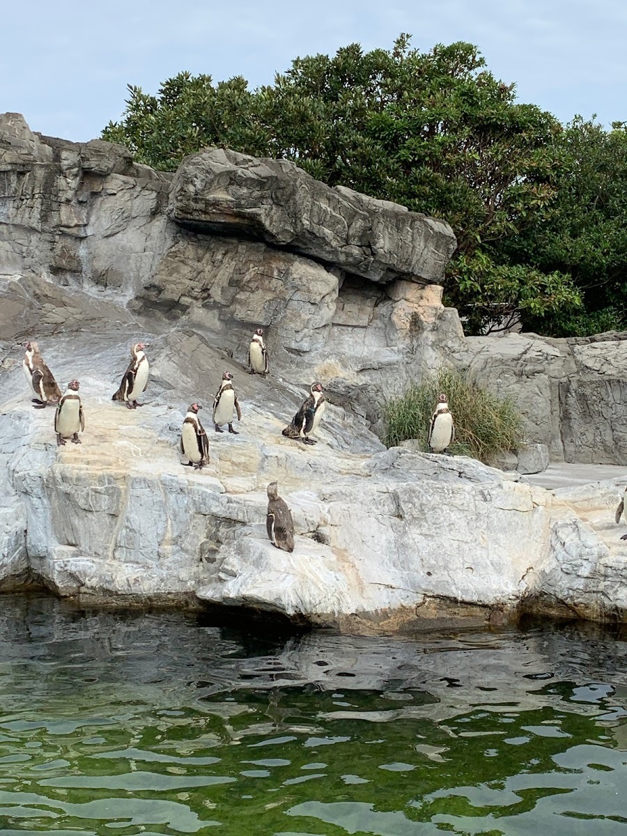 Tokyo Sea Life Park | Super Parents
