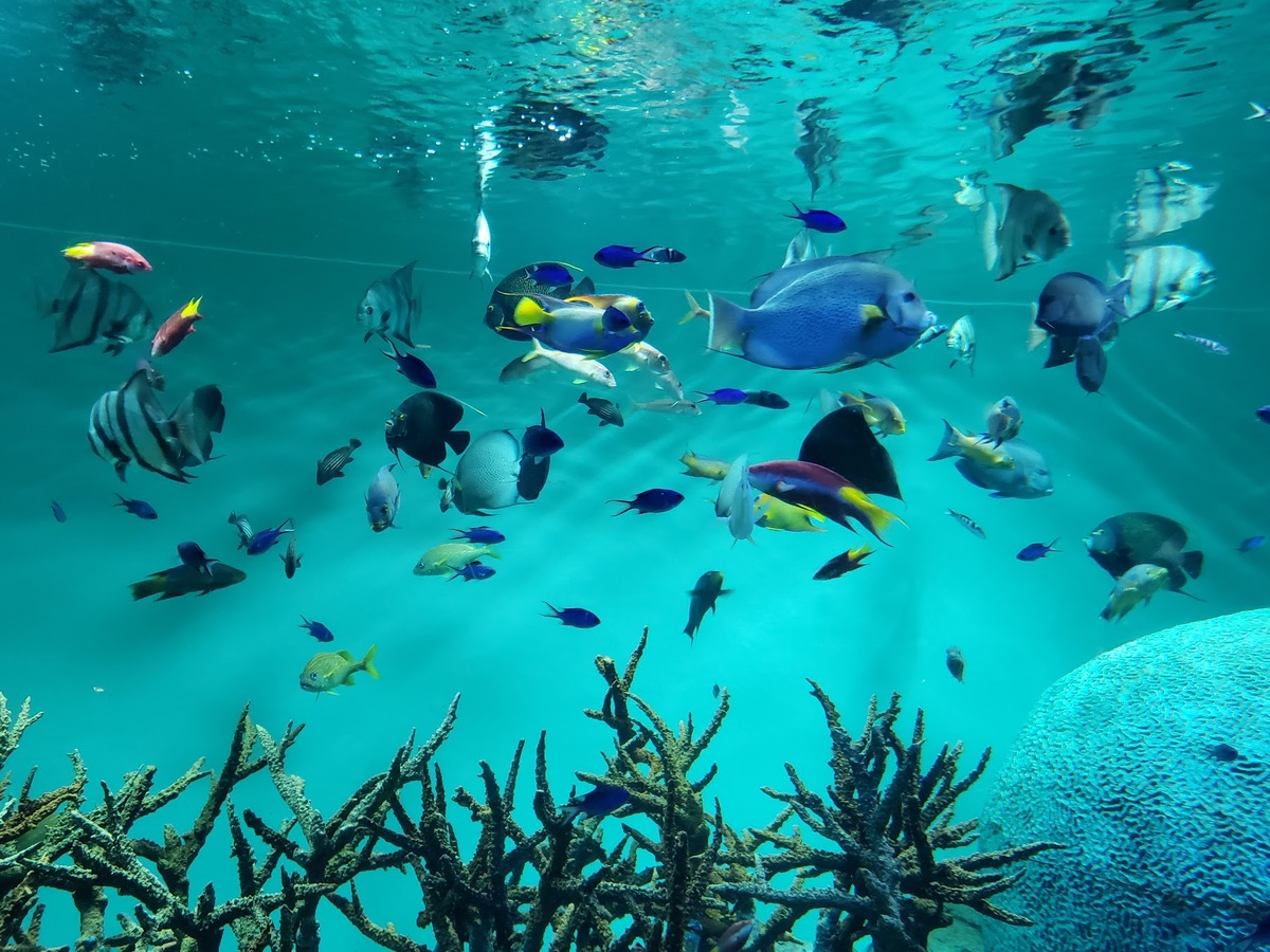 Tokyo Sea Life Park | Super Parents